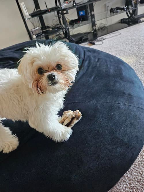 Fresh, All-Natural Dog Treat & Chew Box: Spice Up Your Pup's Diet!