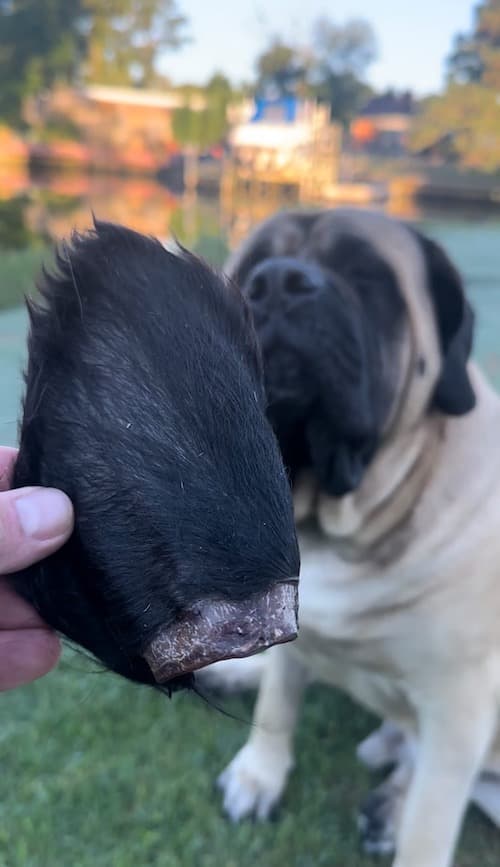 Real Dog: Premium Air-Dried Dog Treats & Chews | Made in San Diego