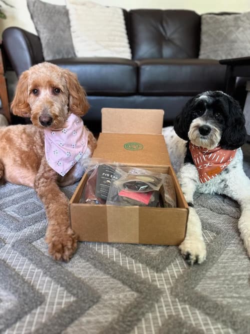 Real Dog: Premium Air-Dried Dog Treats & Chews | Made in San Diego