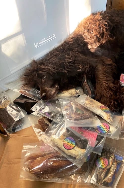 Fresh & Healthy Dog Treats Delivered Monthly | Real Dog Treat Box