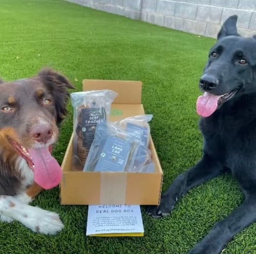 Chew Only Box: Ultimate Dog Engagement | Real Dog