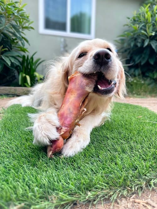 Real Dog Super Chew: Ultimate Workout for Power Chewers