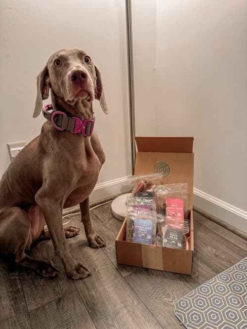 Fresh, All-Natural Dog Treat & Chew Box: Spice Up Your Pup's Diet!